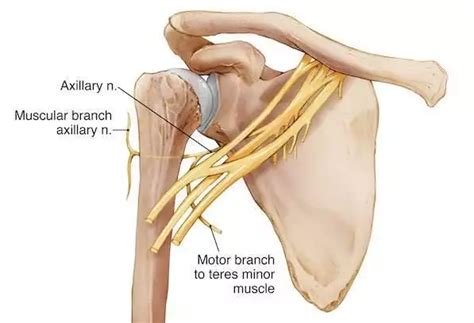 Nerve Anatomy Of The Upper Extremity Sports Medicine Review