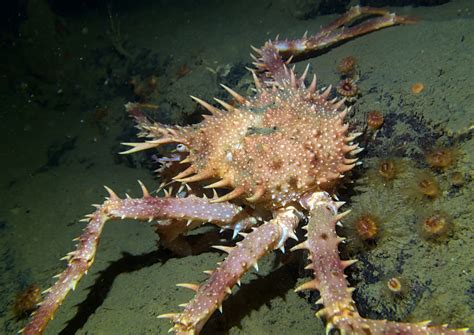 Lithodes Maja Linnaeus 1758