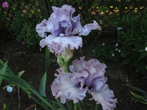 Iris Holsteiner Tagliliengarten