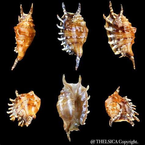 Lambis Vertriesti Hybrid 11610 Mm Gem Thelsica