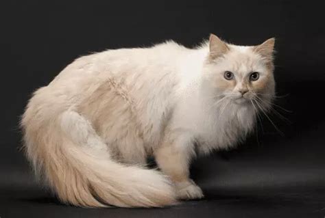 Feline 411 All About The Ragamuffin Cat Breed