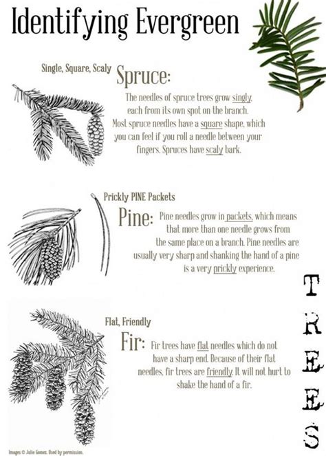 A Simple Printable To Identify Evergreens One Intended For Small Folks