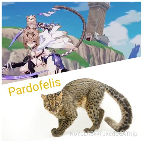 Pardofelis Honkai Impact 3rd Hoyolab