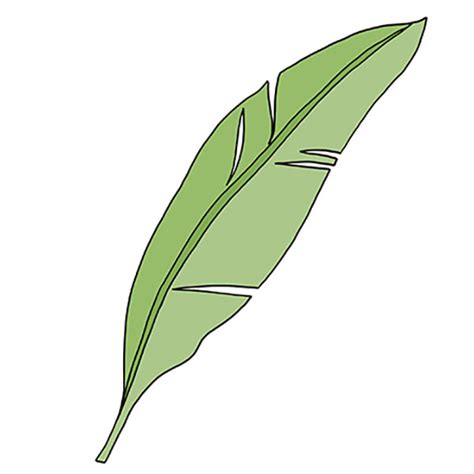 How To Draw Palm Tree Leaves Palm Leaf Line Drawing Stock