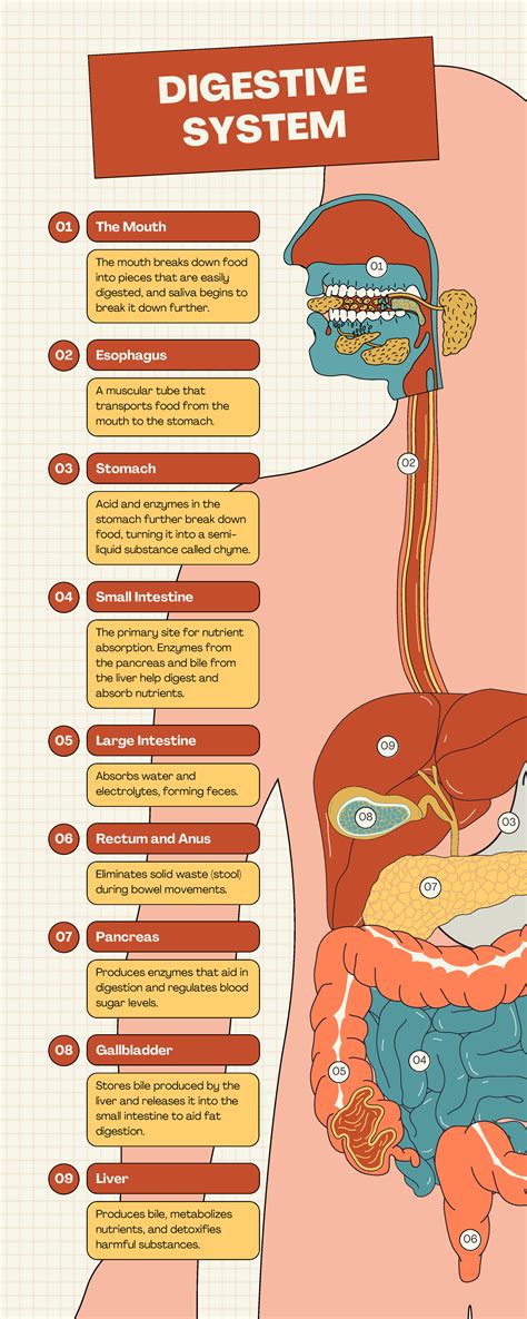 Digestive System 01 Overview Of Human Digestion Process Studocu