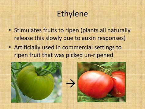 Ethylene In Plants Bbc Bitesize At David Desantis Blog