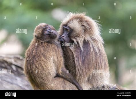One Adult Male And One Adult Female Gelada Theropithecus Gelada Or