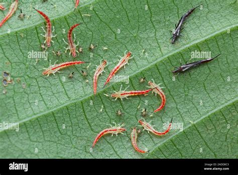 Thrip Larvae Moulting Thrip Larvae Hatch Onto The Leaves Of Their Host