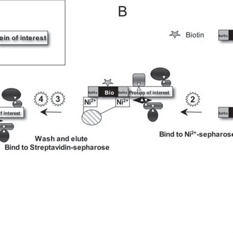 Pdf Tandem Affinity Purification Combined With Mass Spectrometry To
