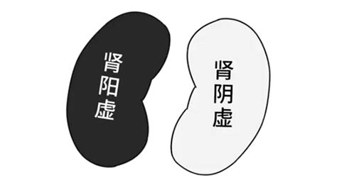 不要盲目补肾！先分清肾阴虚和肾阳虚 知乎