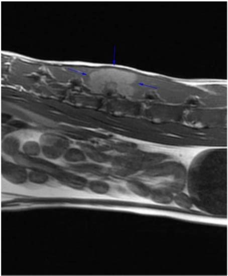 Figure 1 From Successful Treatment Of Vertebral Osteosarcoma In A Cat