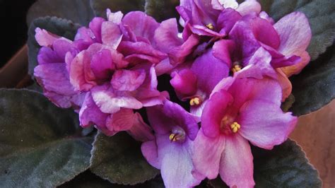 Afrička Ljubičica Sobna Afrička Biljka Nethr