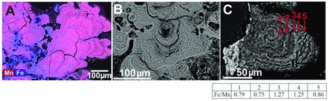 A Columnar And Branching Columnar Structures And B Colloform