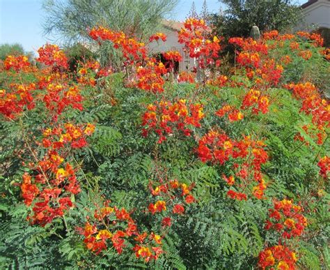 Red Mexican Bird Of Paradise Caesalpinia Pulcherrima 8 Seeds