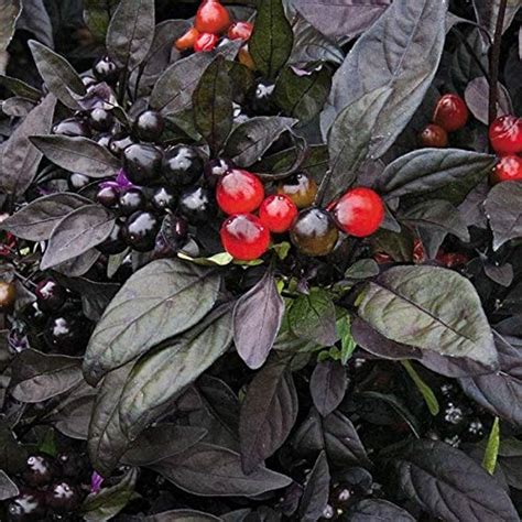Black Pearl Pepper How To Grow And Care