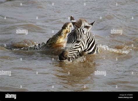 Saltwater Crocodile Attacks Zebras
