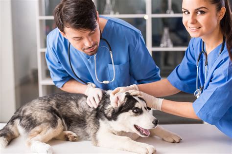 Learn About Ichs Veterinary Assistant Va Program Integrity College