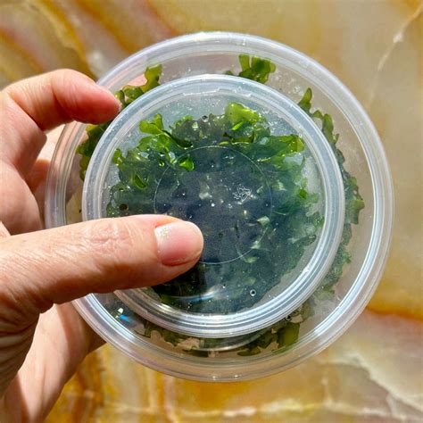 Subwassertang Tubs Au