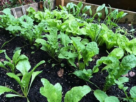 4x8 Raised Bed Layout Ideas For A Vegetable Garden Gardening Latest