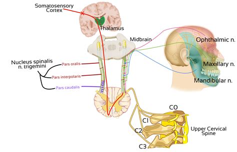 Cervicogenic Headache Diagnosis And Treatment For Physios