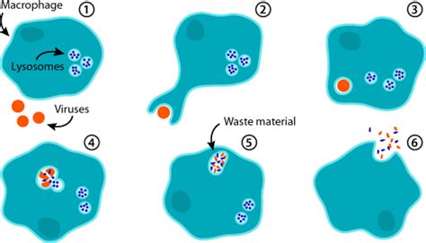 Macrophages Ask A Biologist