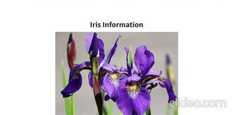 Rajvardhan Patil On Linkedin Internshipadventure Machinelearning Floweridentification