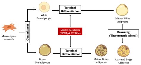 12 Schematic Illustration Of Adipogenesis 6 Download Scientific Diagram