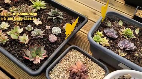 아침노을다육에 놀러오세요 Youtube