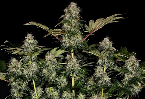Barneys Farm Strain Story Tangerine Dream Auto Sweet Auto Dreams