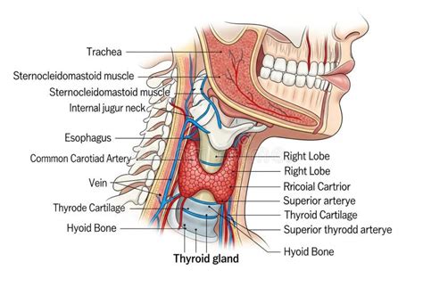 Anatomical Illustration Of The Human Neck And Throat Structure Stock