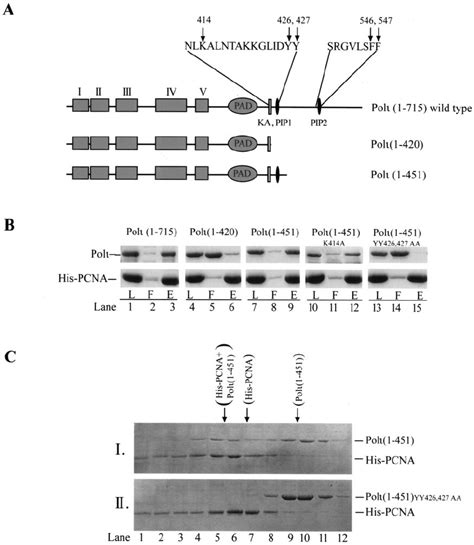 Identification Of A Pcna Binding Motif In Pol ␫ A Mutations Made In Download Scientific