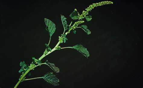 Amaranthus Blitum Amaranthaceae