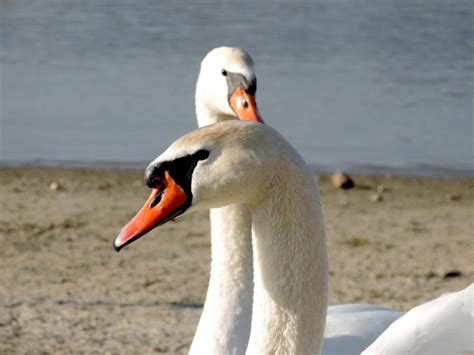 Besplatna Slika Ptica Biljni I životinjski Svijet Kljun Pero Ptice