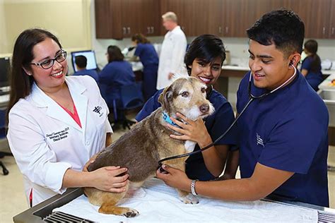 Veterinary Technician Associate Program Launches At San Marcos Campus