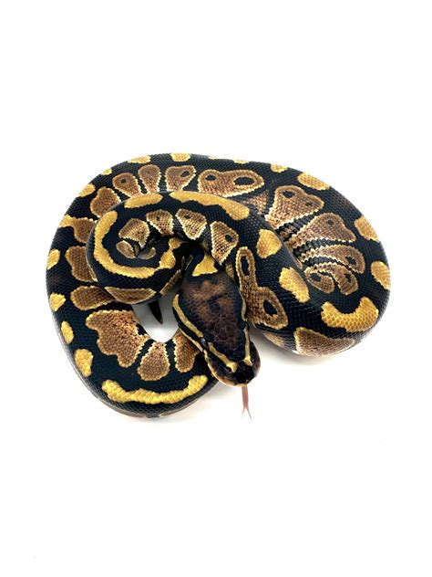 Ph Monsoon Ball Python By Extraordinary Exotics Llc Morphmarket