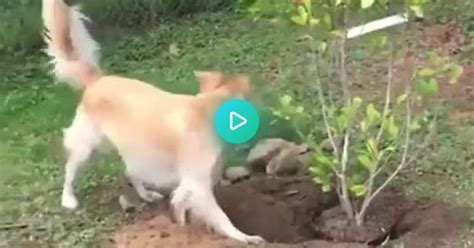 Im A Good Helper” Album On Imgur