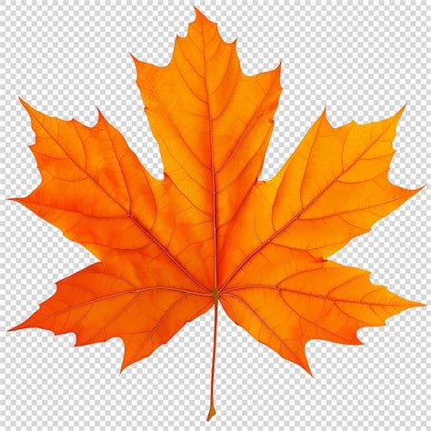 Premium Psd Maple Leaf On White Background