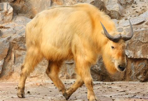 Jong Kung Fu Panda Species S Wikia Fandom