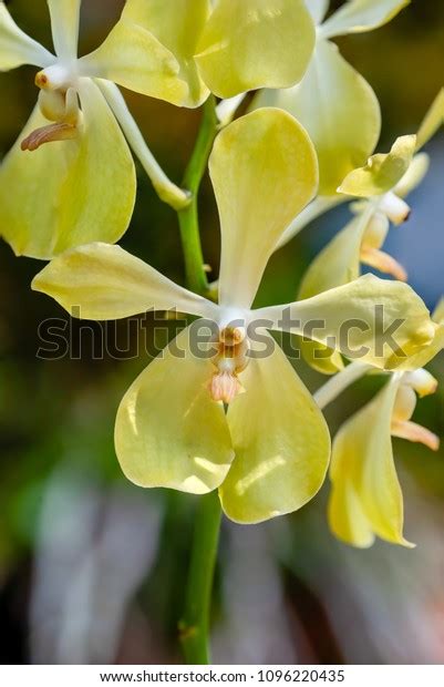 6 Aranda Lee Kuan Yew Orchids 图片、库存照片和矢量图 Shutterstock