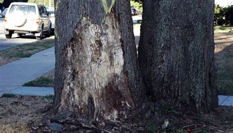 Some Common Problems With Tree Roots Red Cedar Inc