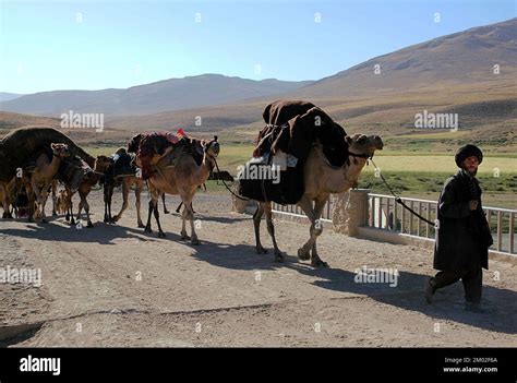 Chaghcharan Ghor Province Afghanistan A Man With A Turban And A Beard Leads A Camel Train