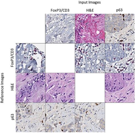 Qualitative Results Similar To Fig 3 But With An Incorporated Edge