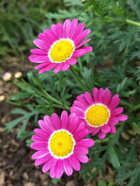 Marguerite Flowers Plant Daisy Cape Marguerite Daisy Osteospermum