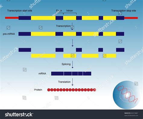 Gene Structure Stock Photo 84319681 Shutterstock