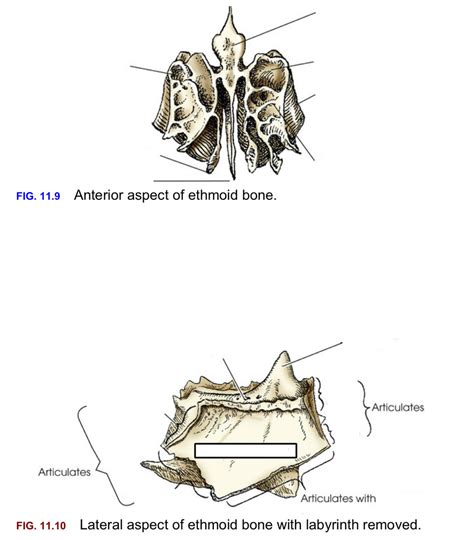 Ethmoid Bone Anterior Lateral Diagram Quizlet