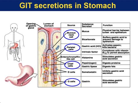 Physiology Of Digestion And Absorption презентация онлайн