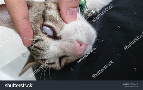 Nictitating Membrane Cat Cats Third Eyelid Showing And Lethargic 12