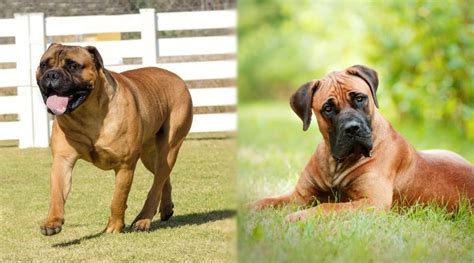 Cual Es La Diferencia Entre Un Mastin Y Un Bull Mastiff
