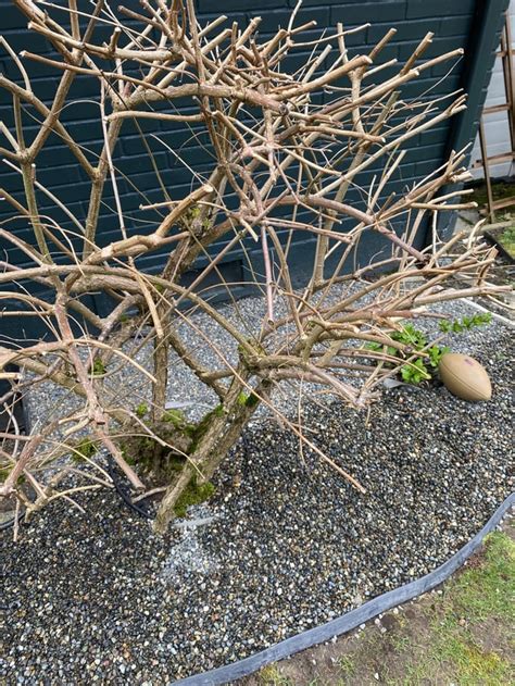 Is My Hydrangea Dead Rgardening