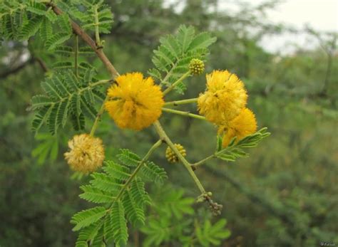Babool Tree Seed Acacia Nilotica 5 Kg Pack For Plantation At ₹ 80